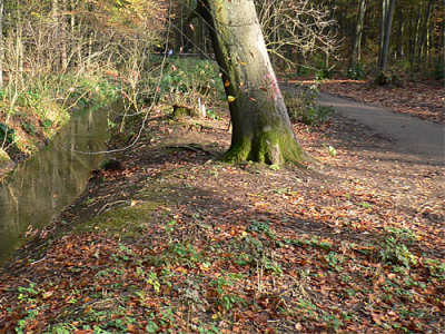 Olaf Beyer führt sein Team zum Sieg - Meldungen - Marathon
